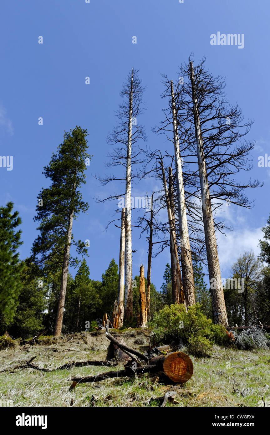 Dead Trees Sierra Nevada Mountains, California, USA Stock Photo - Alamy
