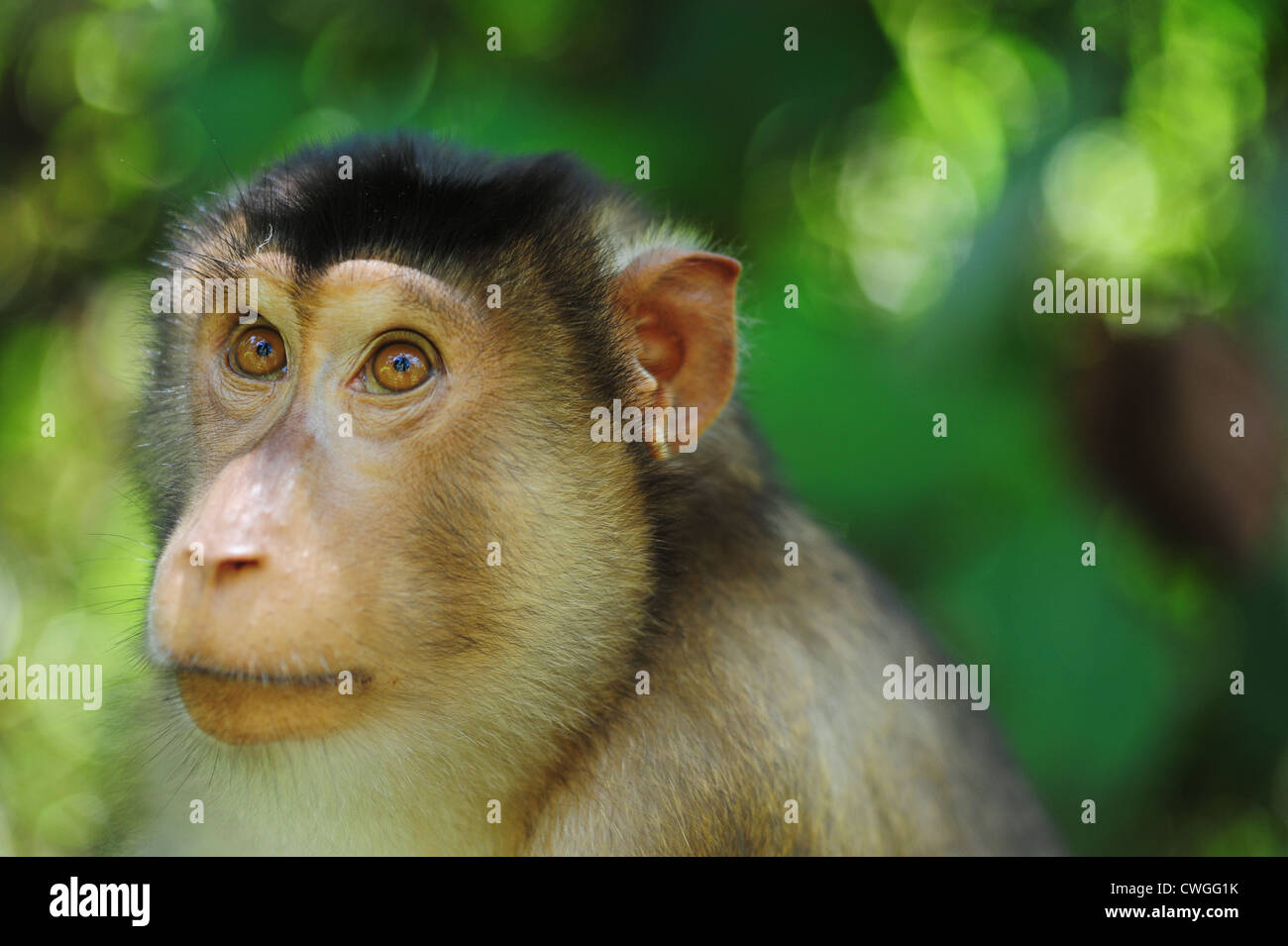 Malaysia, Borneo, Sepilok, close up of Southern Pig-tailed Macaque ...