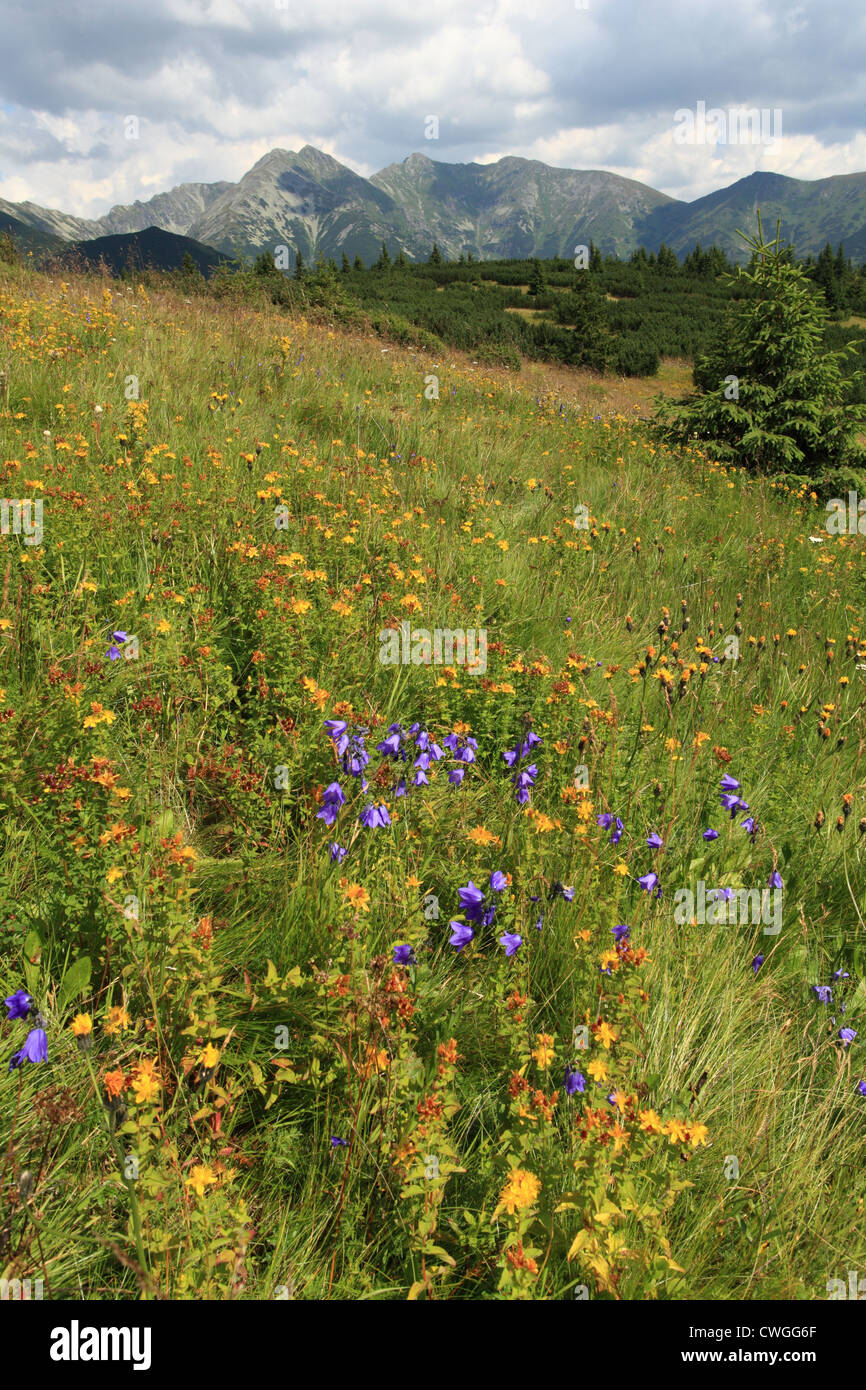 View of Rohace mountain range from area called Medvedie, High Tatras ...