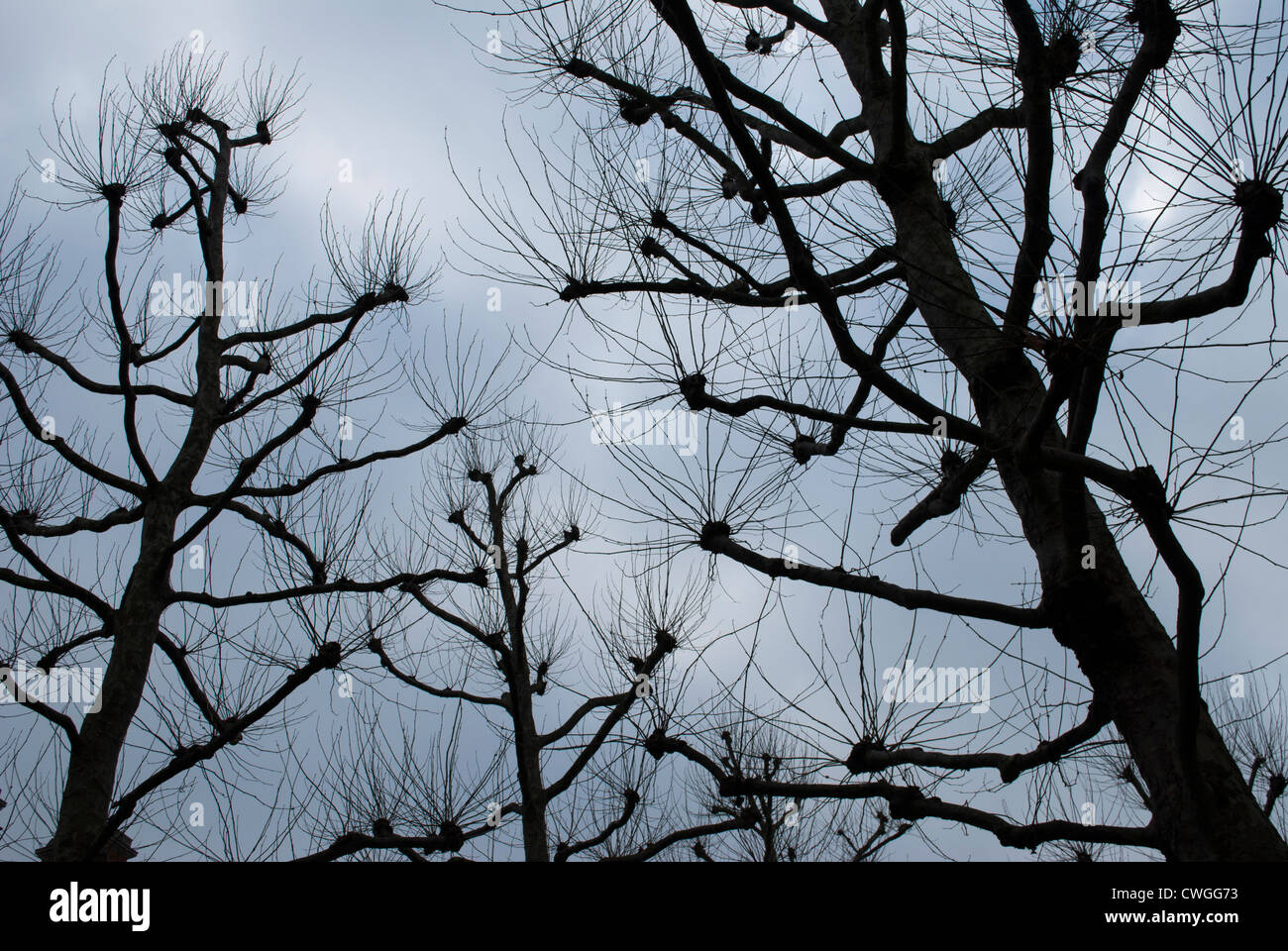 Looking up at the bare branches of pruned / pollarded London Plane ...