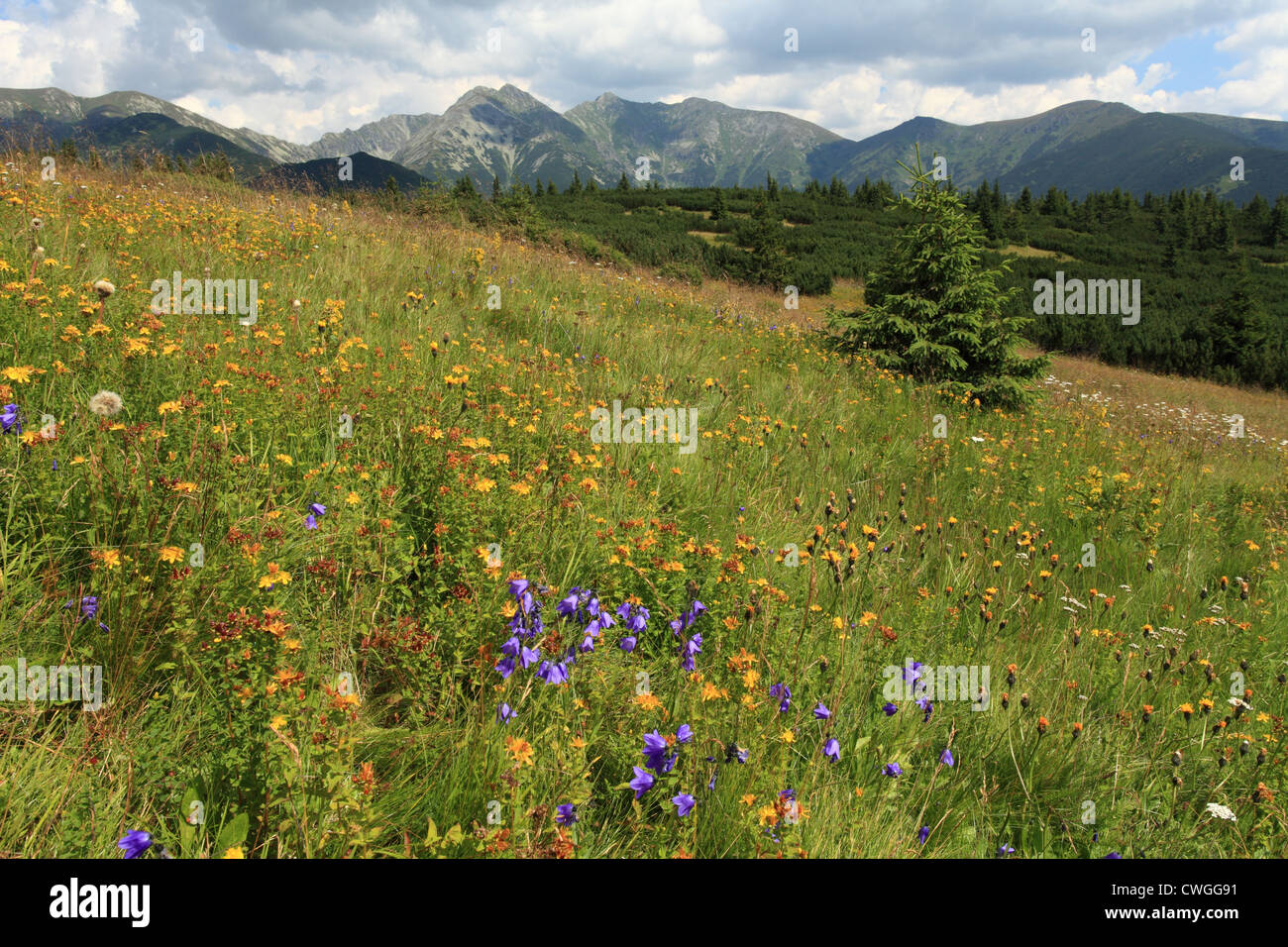 View of Rohace mountain range from area called Medvedie, High Tatras ...