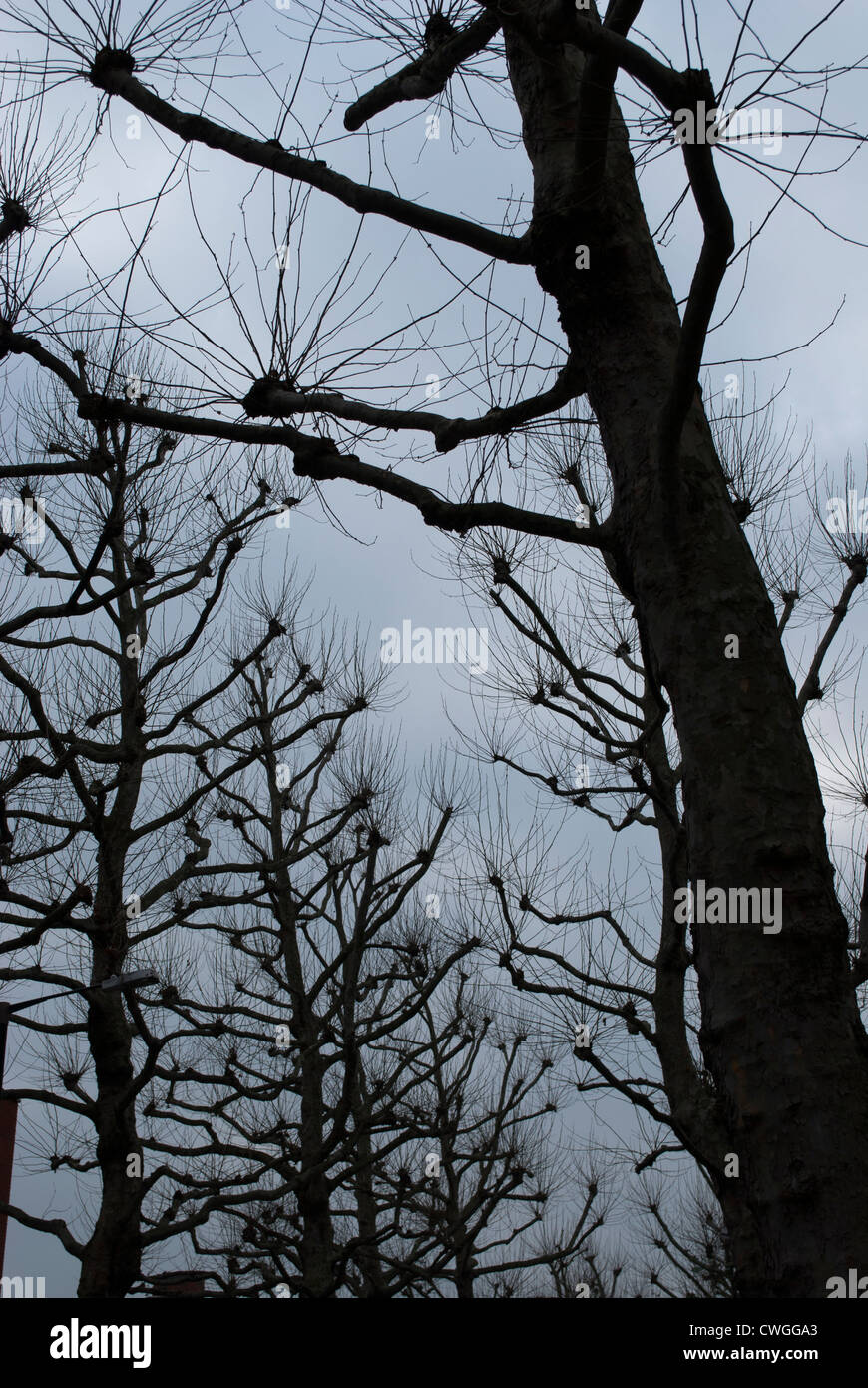 Looking up at the bare branches of pruned / pollarded London Plane ...