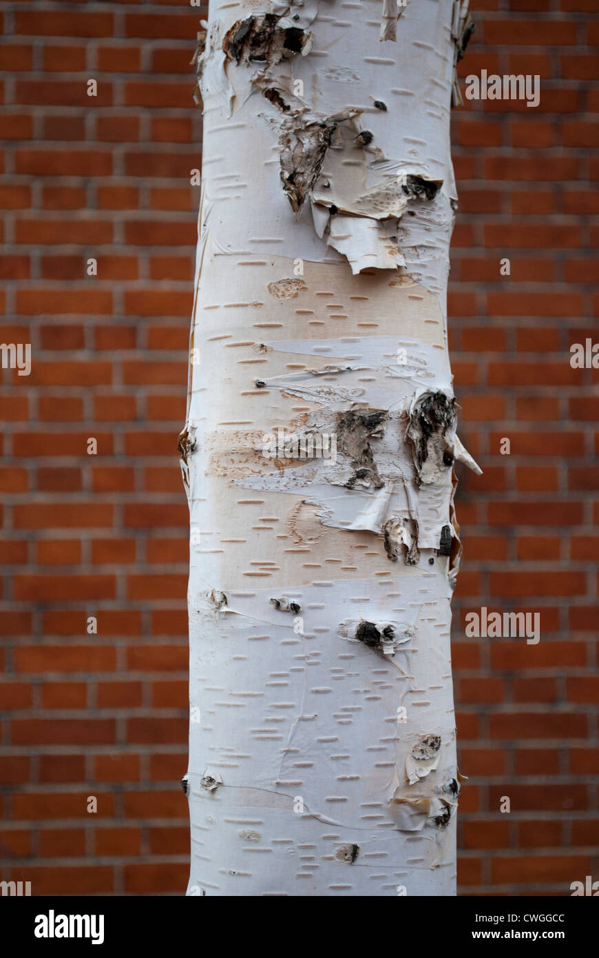 Trunk of silver birch tree with red brick wall in background Stock ...