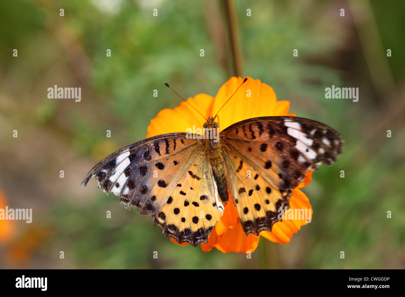 Close-up butterfly in yellow flowers Stock Photo - Alamy