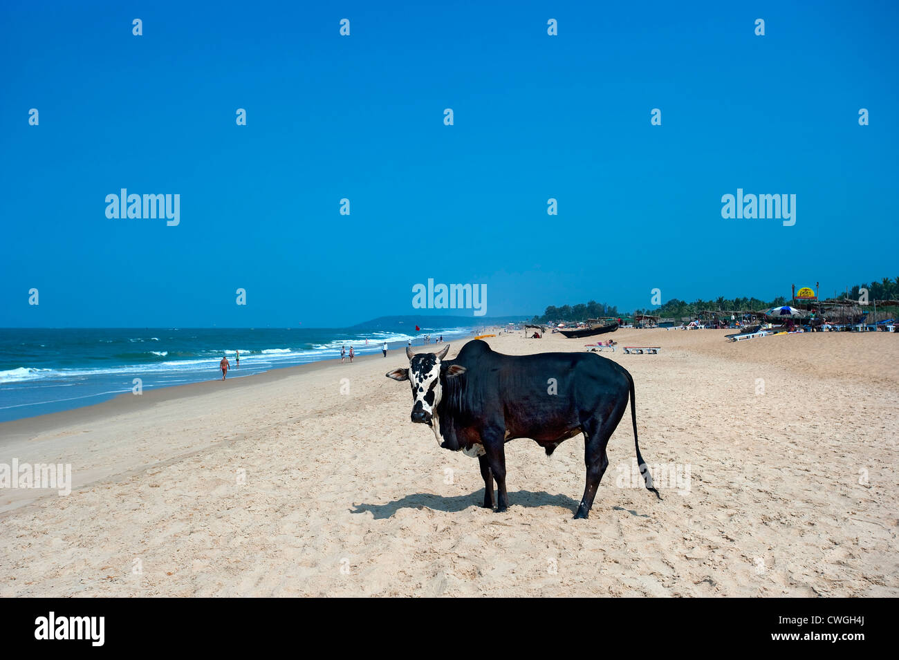 Goa beach cow hi-res stock photography and images - Alamy