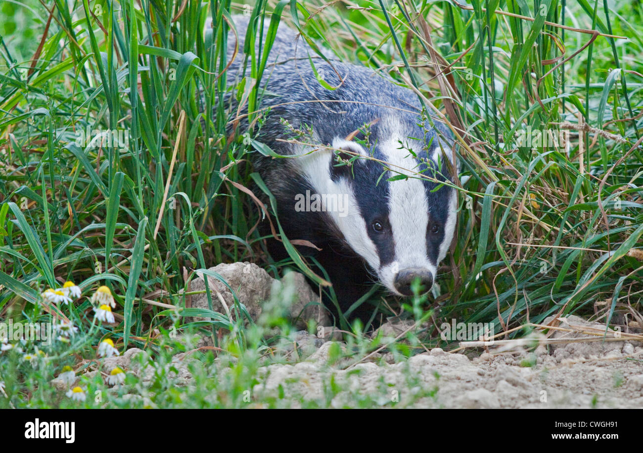 European Badger (meles meles), UK Stock Photo - Alamy