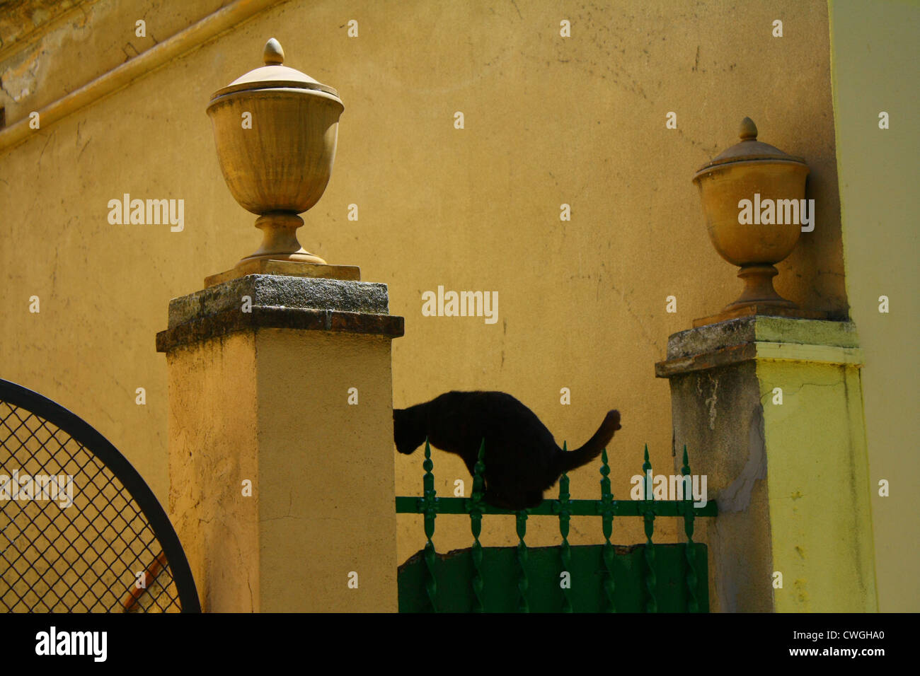 Cat in Barcelona Stock Photo - Alamy