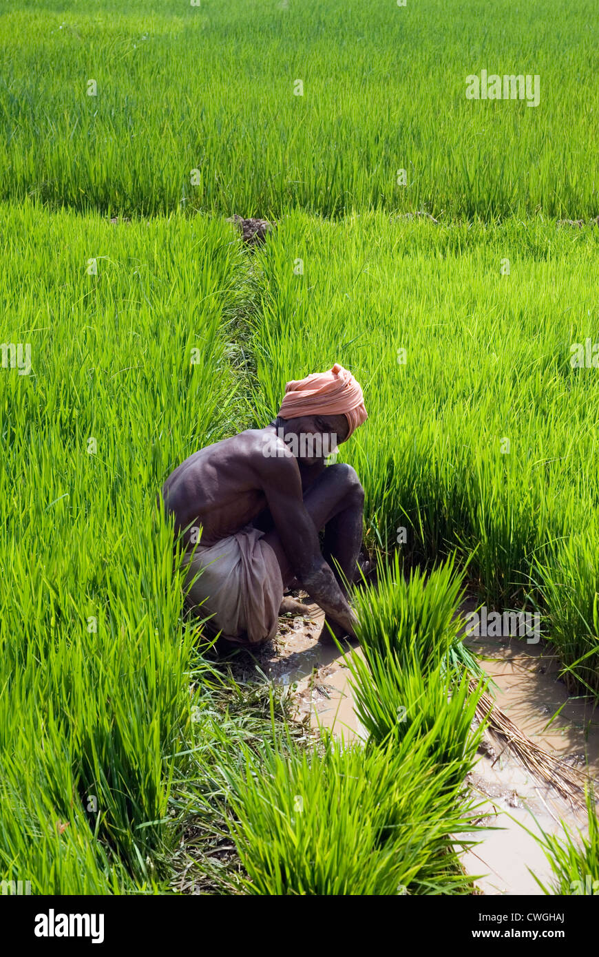 Indian farmer working in a rice paddy field in Udaygiri, Orissa, Odisha ...