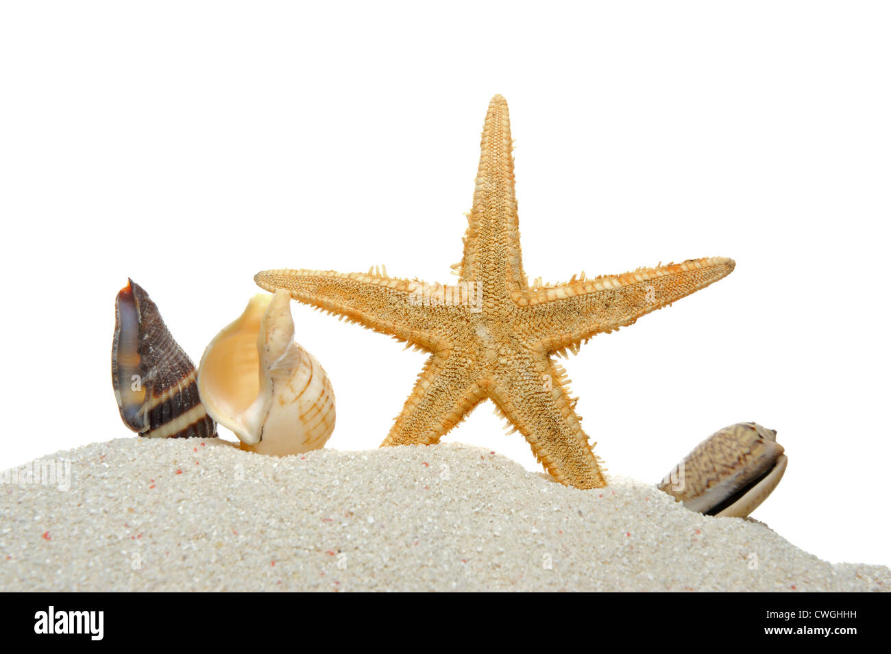 Group of seashells and starfish on the sand isolated on white Stock ...