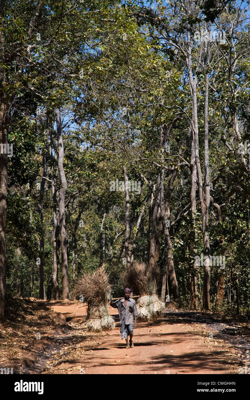 Similipal National Park, Orissa, Odisha, India, South Asia, Asia Stock ...