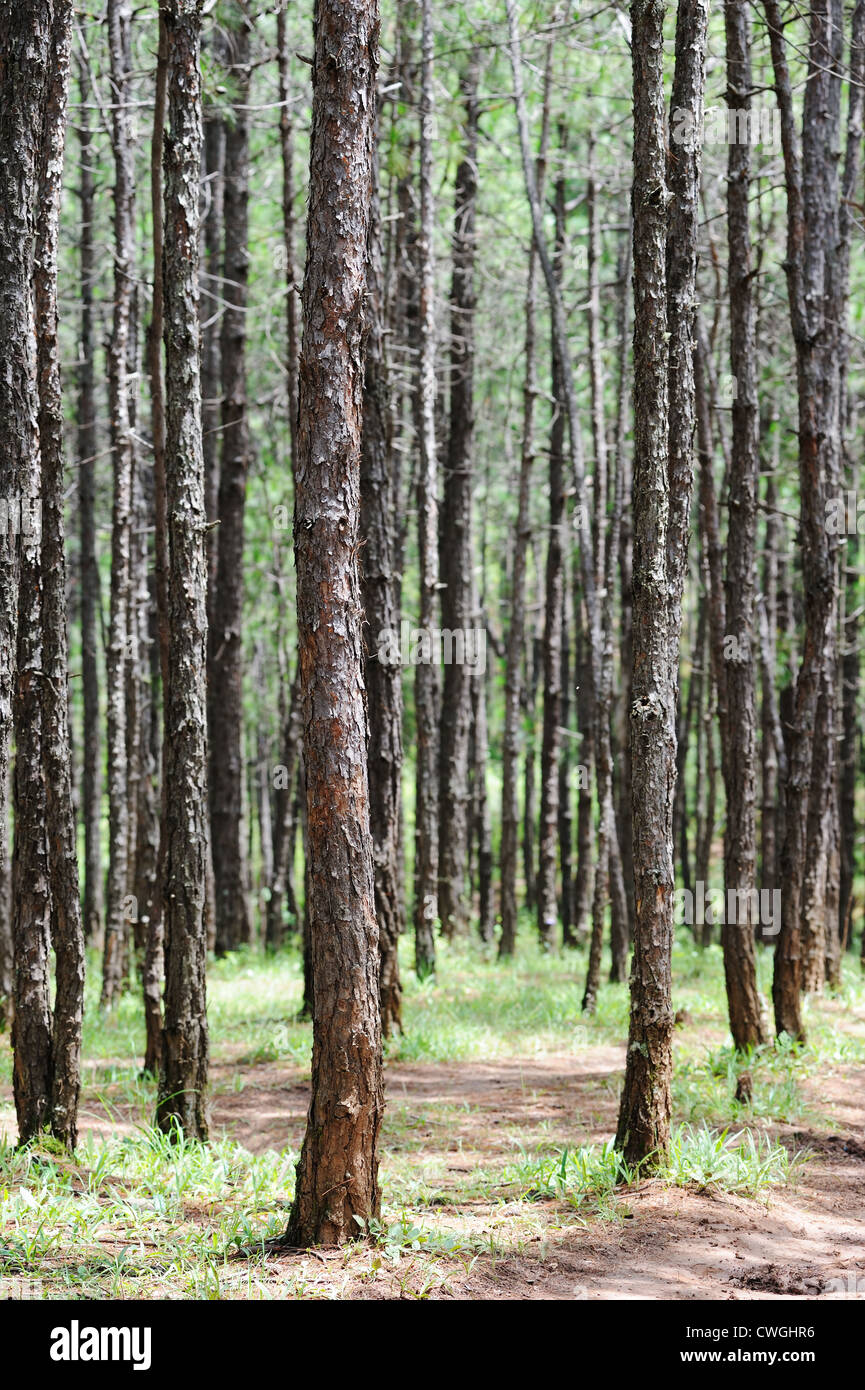 Group of pine trees stand in the forest Stock Photo - Alamy