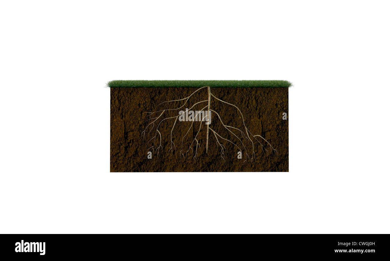 soil section with big roots inside isolated on white background Stock ...