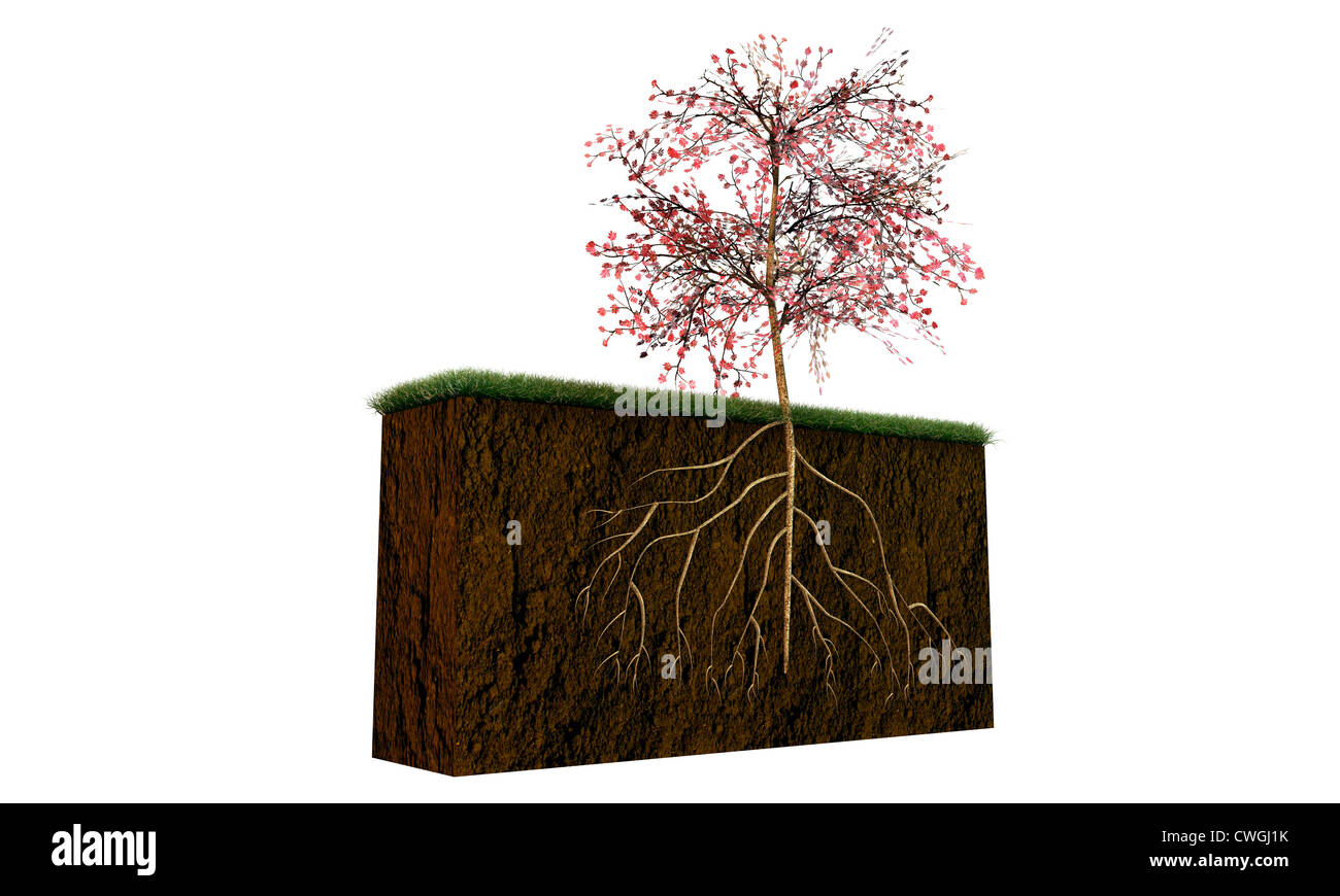 tree on a soil section with big roots growing inside Stock Photo - Alamy