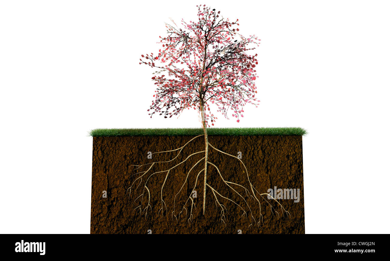 tree on a soil section with big roots growing inside Stock Photo - Alamy