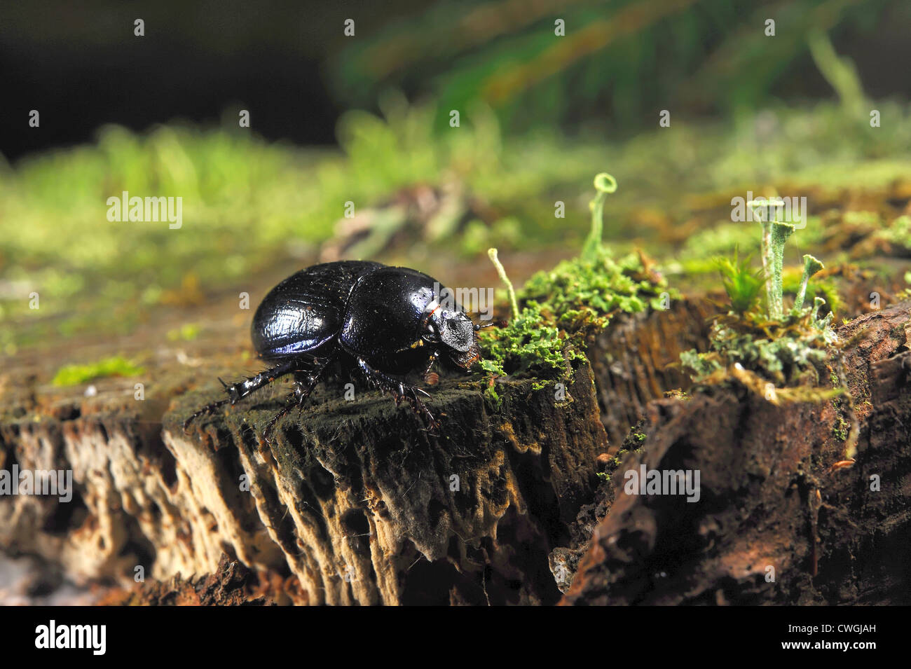 Forest dung beetle walking in a forest Stock Photo - Alamy