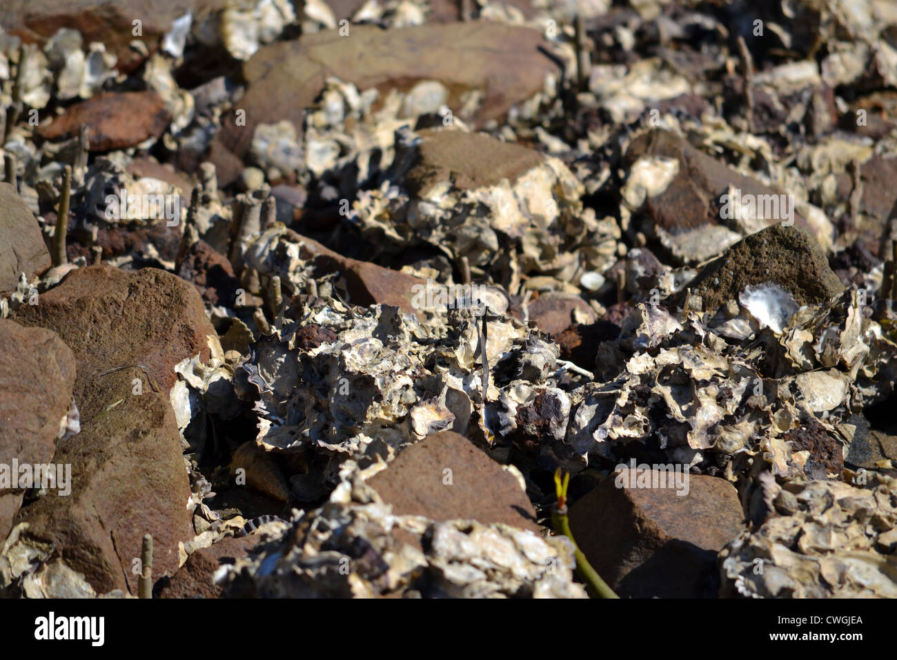 Rocks with oysters and barnacles at canal wall low tide Stock Photo - Alamy