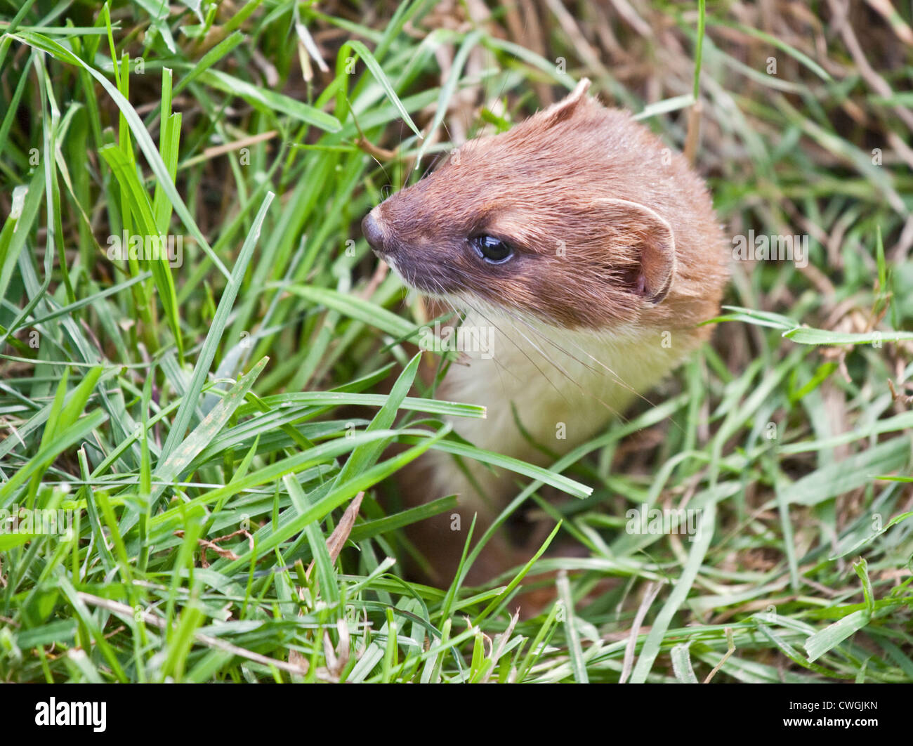 Mustelids hi-res stock photography and images - Alamy