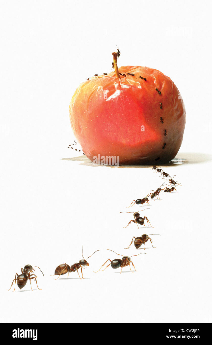 Ants marching over rotting apple Stock Photo - Alamy
