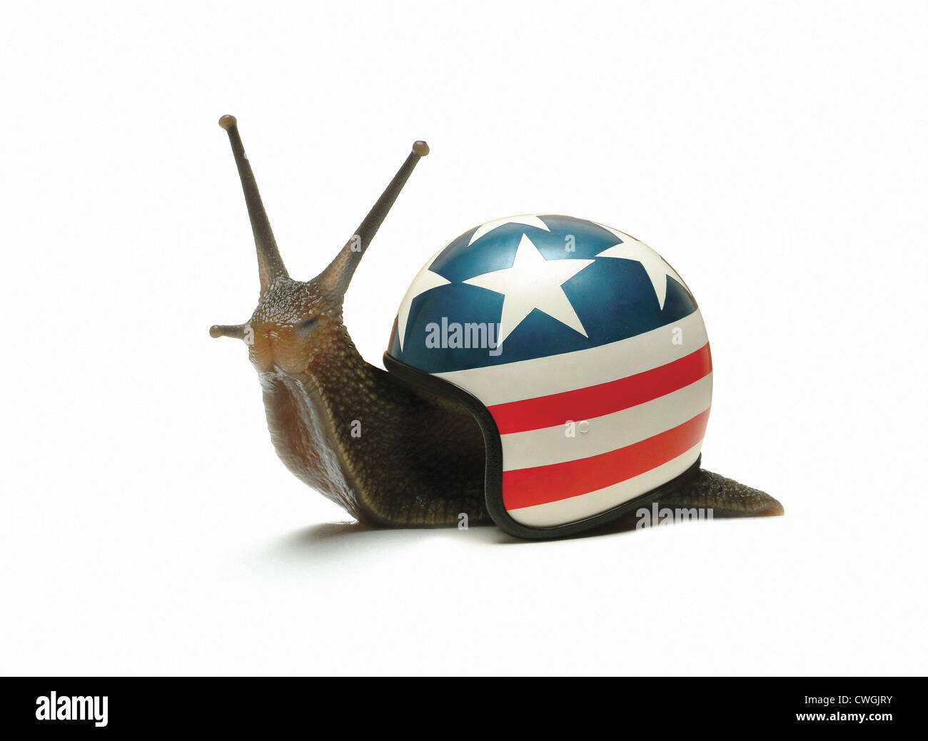 Snail wearing crash helmet instead of shell Stock Photo - Alamy