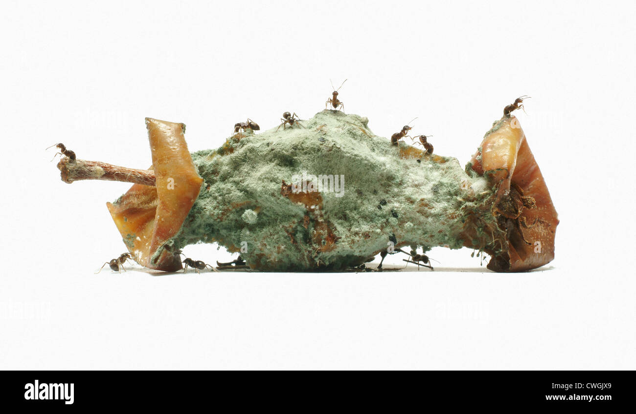 Decaying apple core being eaten by ants Stock Photo - Alamy