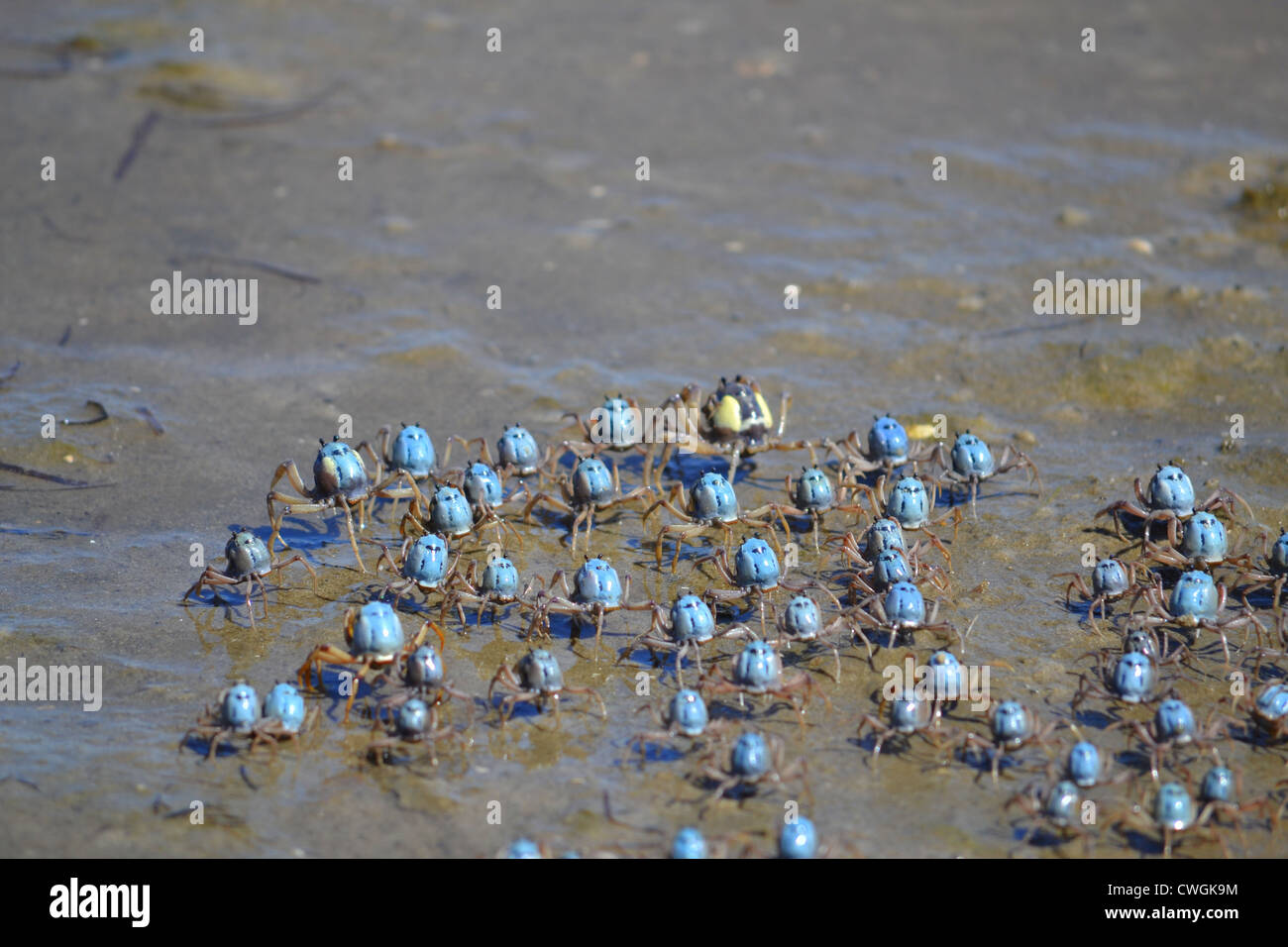 Army crabs hi-res stock photography and images - Alamy
