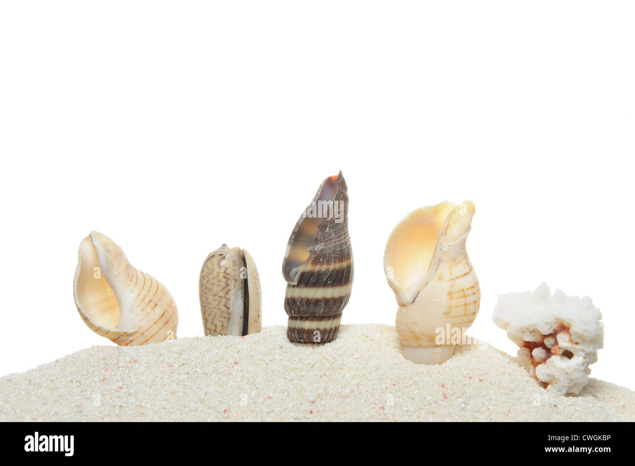 Group of seashells on the sand isolated on white Stock Photo - Alamy