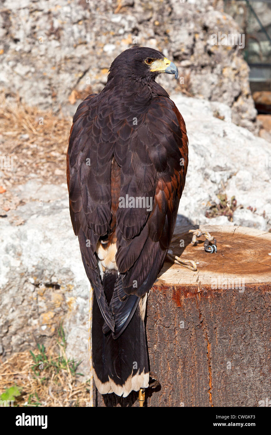 Eagle from a falconry trainer in the Medieval Fair in Óbidos, Portugal ...