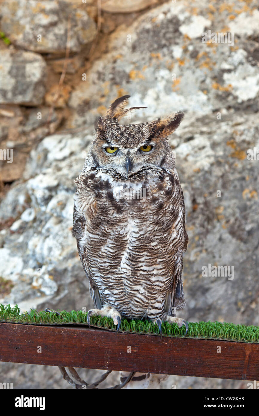 Great Horned Owl camouflaged against the rock, from a falconry trainer ...