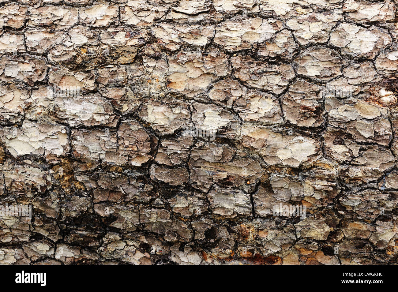 Detail texture view of big tree bark Stock Photo - Alamy