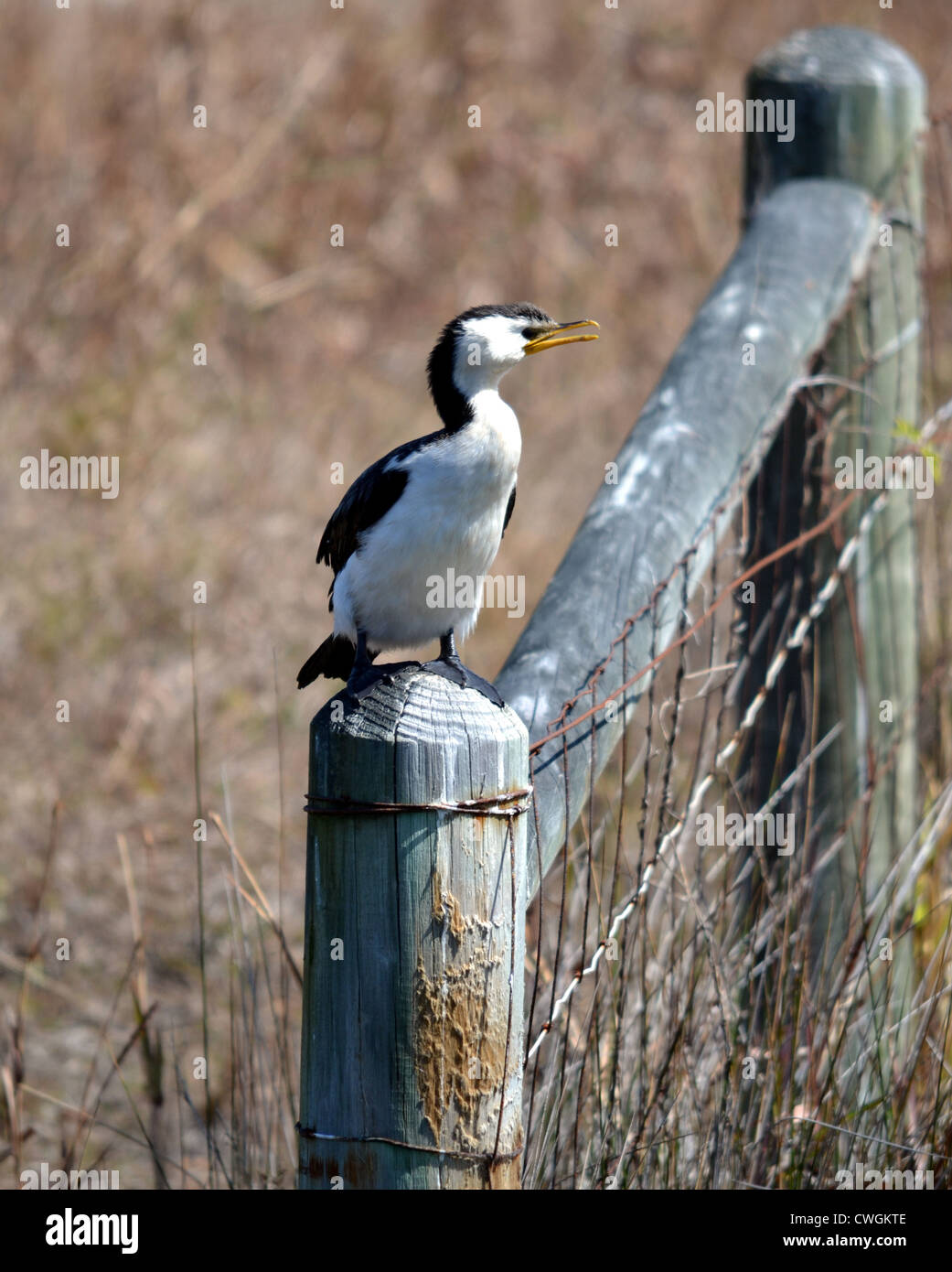 Australian pied cormorant hi-res stock photography and images - Alamy