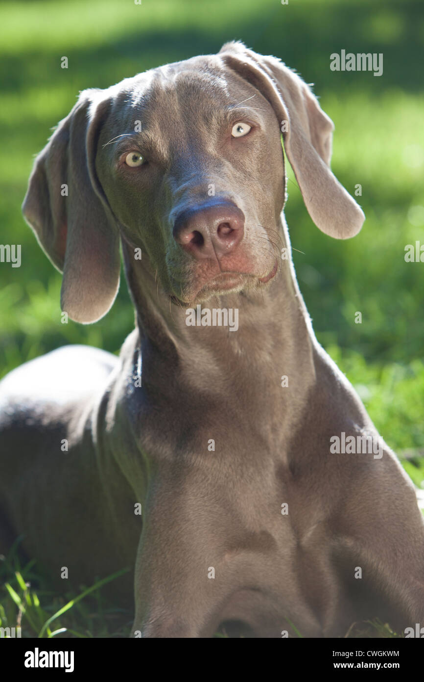Weimaraner Dog Breed High Resolution Stock Photography and Images - Alamy