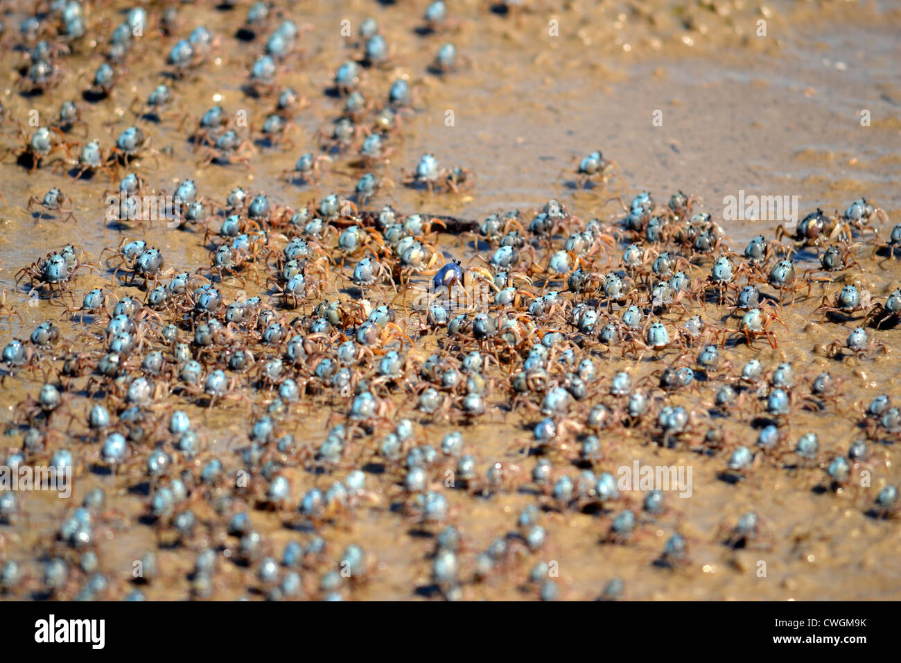 An army of Soldier Crabs (Mictyris longicarpus Stock Photo - Alamy