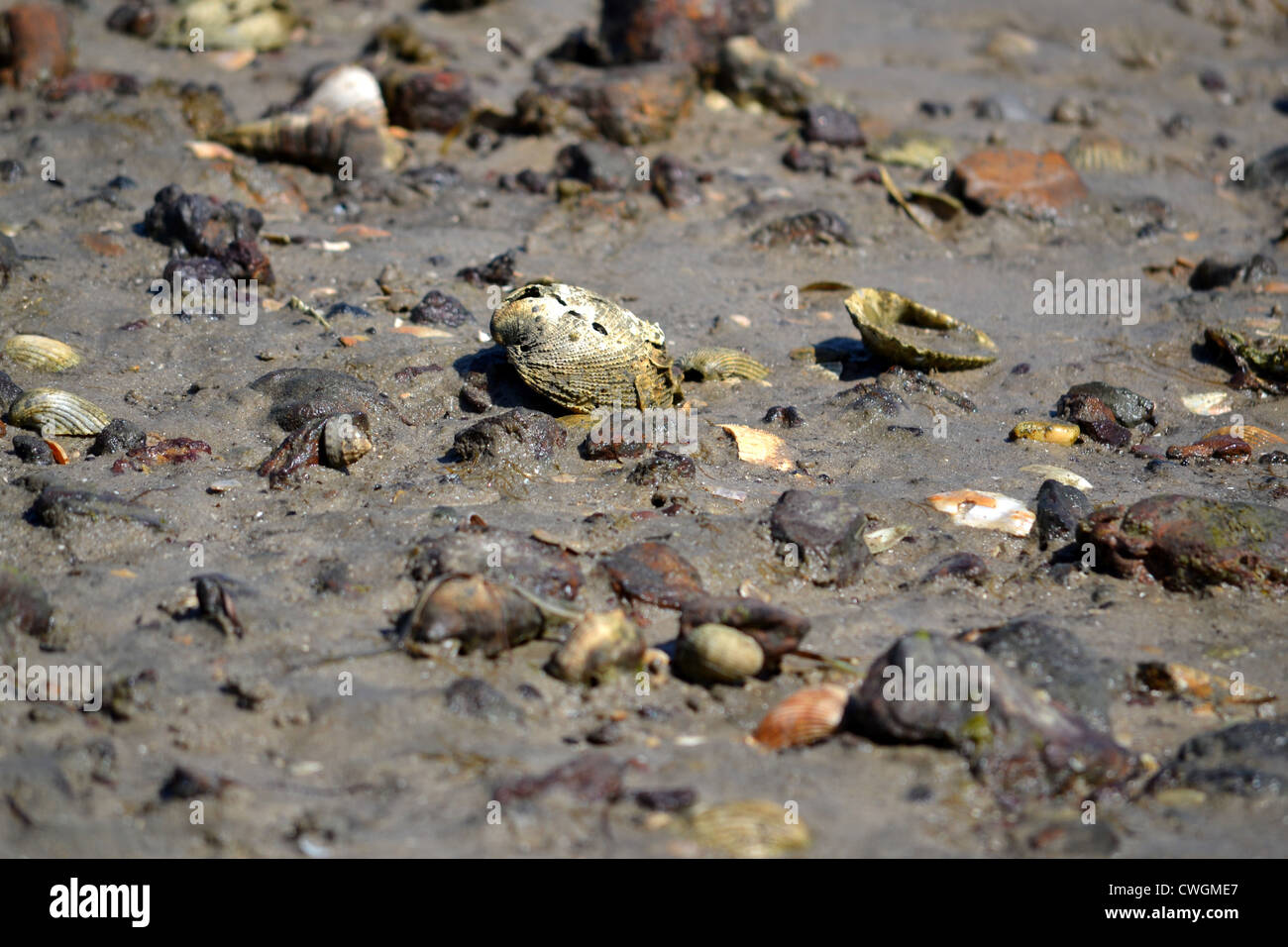 Muddy shells hi-res stock photography and images - Alamy