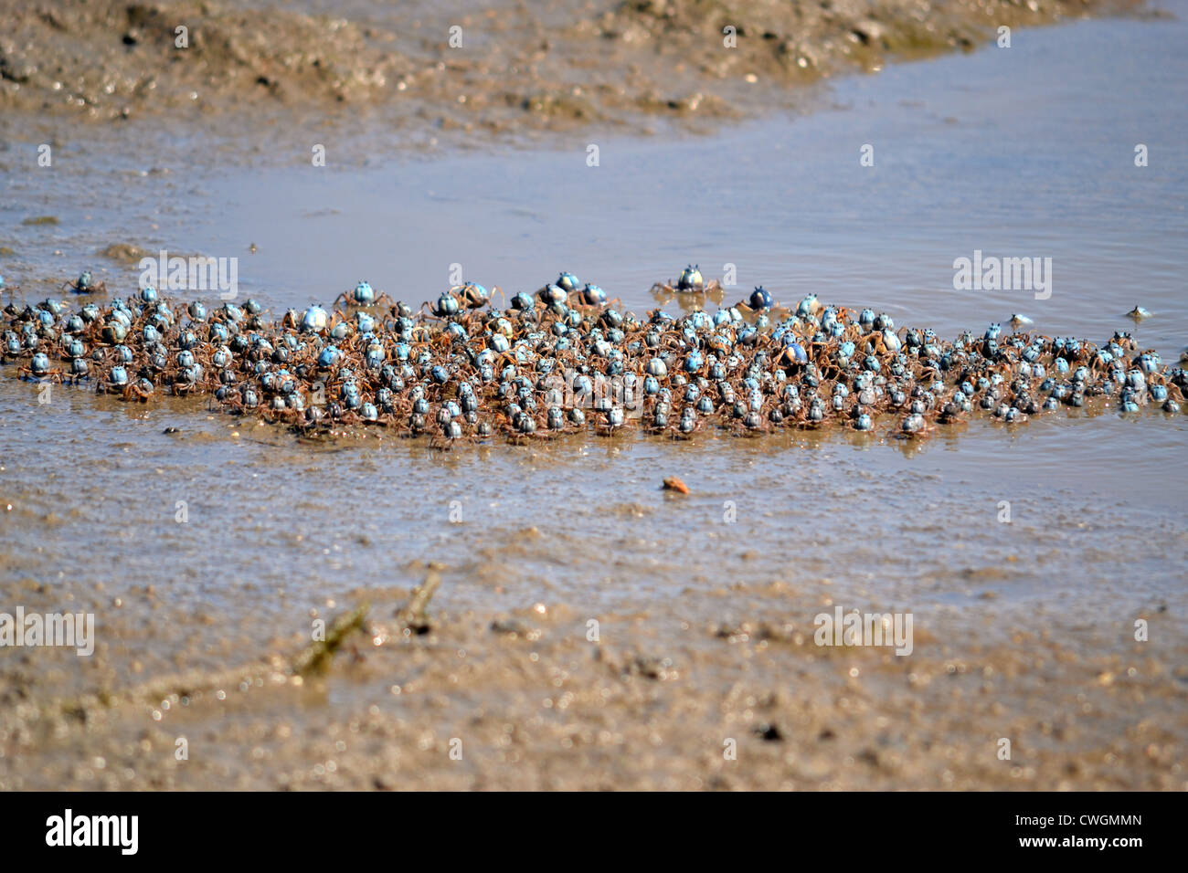 Mictyris longicarpus sandy beaches beach australia australian blue hi-res stock photography and ...