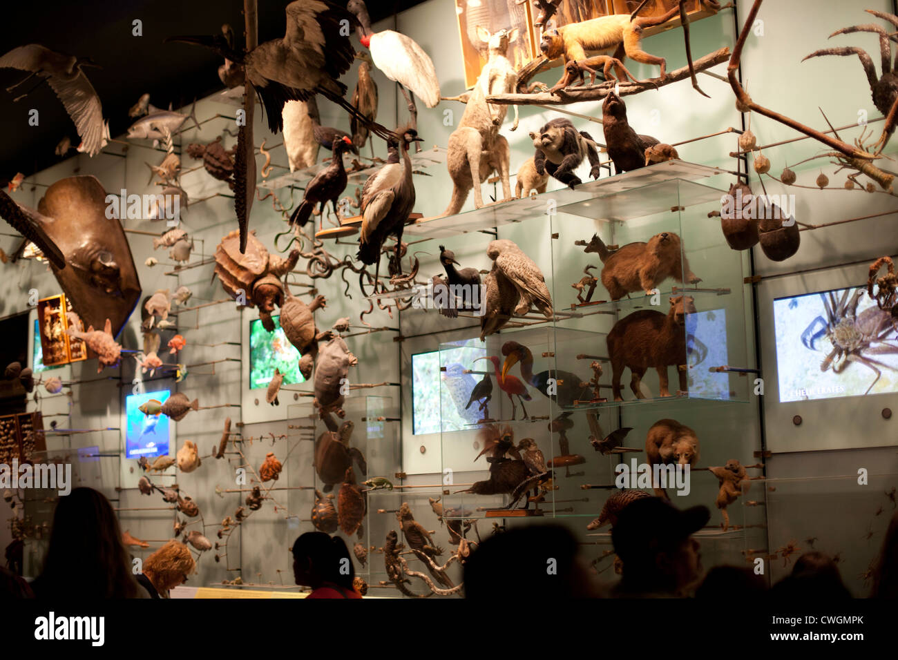 American museum of natural history hall hi-res stock photography and ...