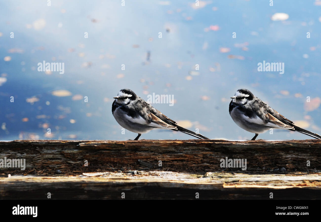 Two small birds hi-res stock photography and images - Alamy