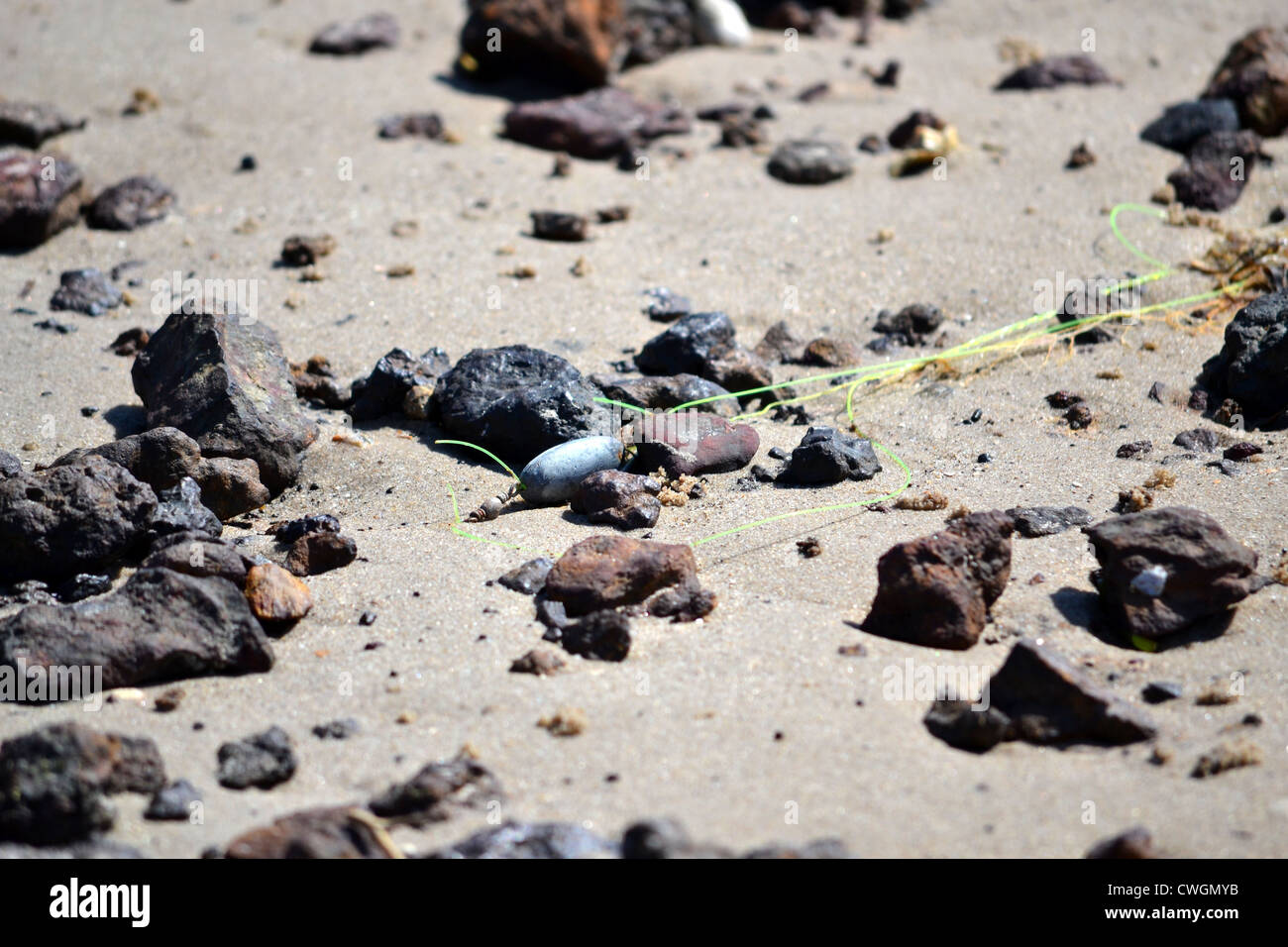 Discarded fishing line with hook and sinker washed up on the beach ...