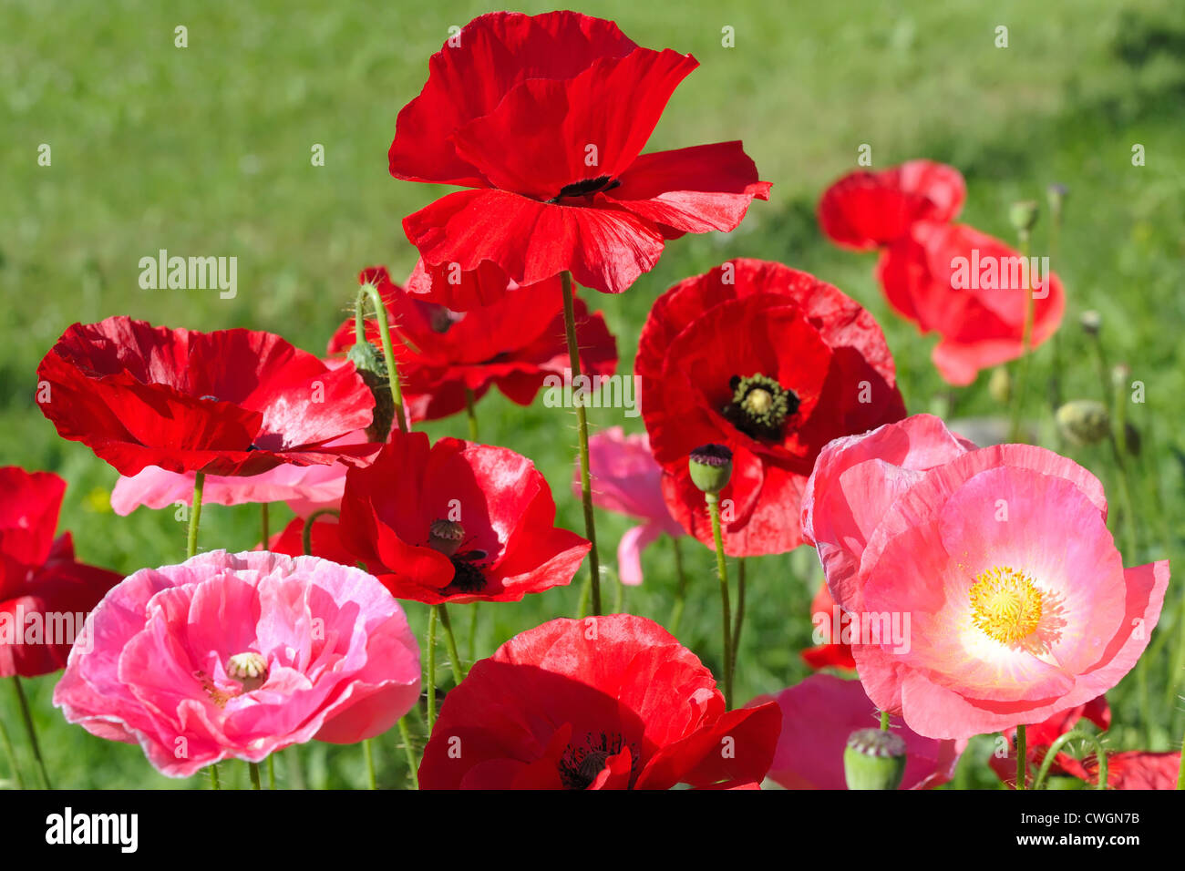 Blooming poppy flower hi-res stock photography and images - Alamy