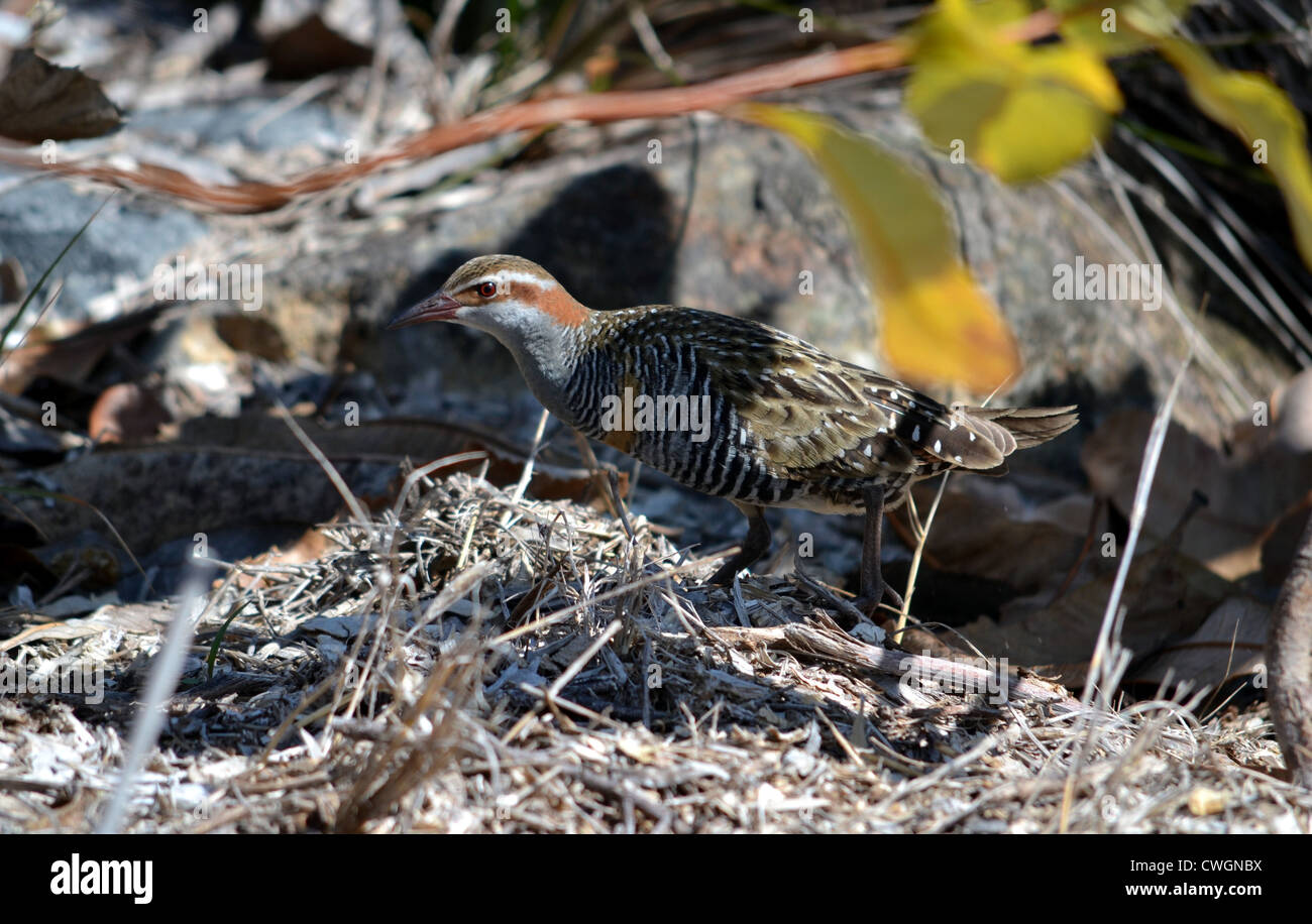 Chestnut Quail hiding in the bush Stock Photo - Alamy