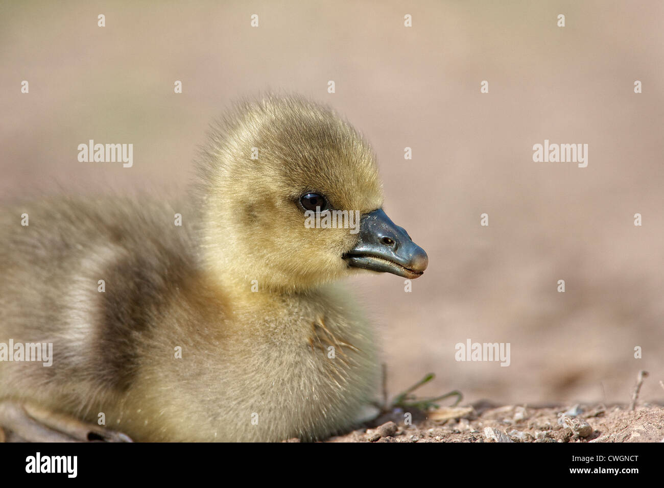 Brief description hi-res stock photography and images - Alamy