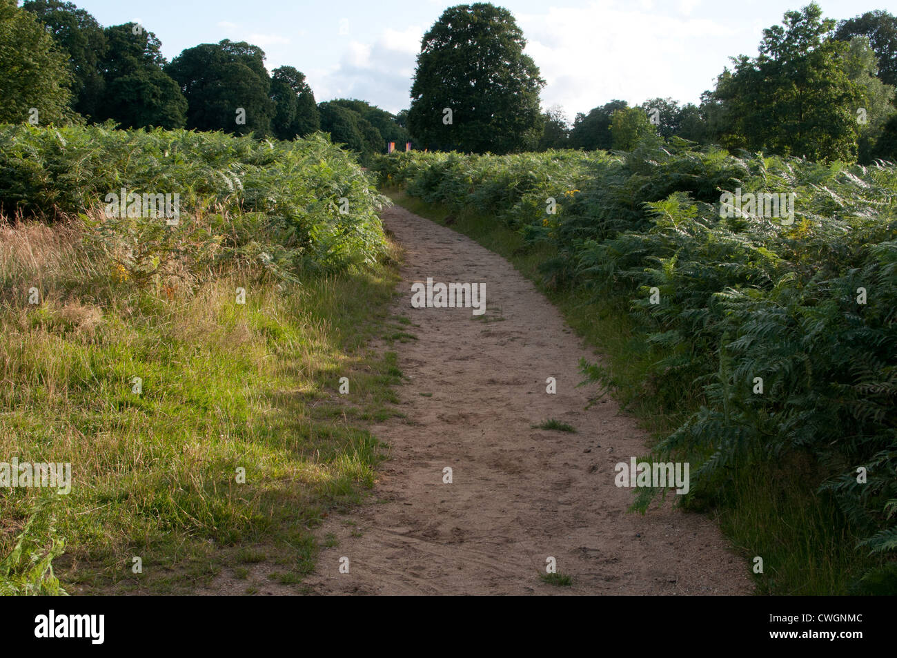 path Richmond Park Surrey Stock Photo - Alamy