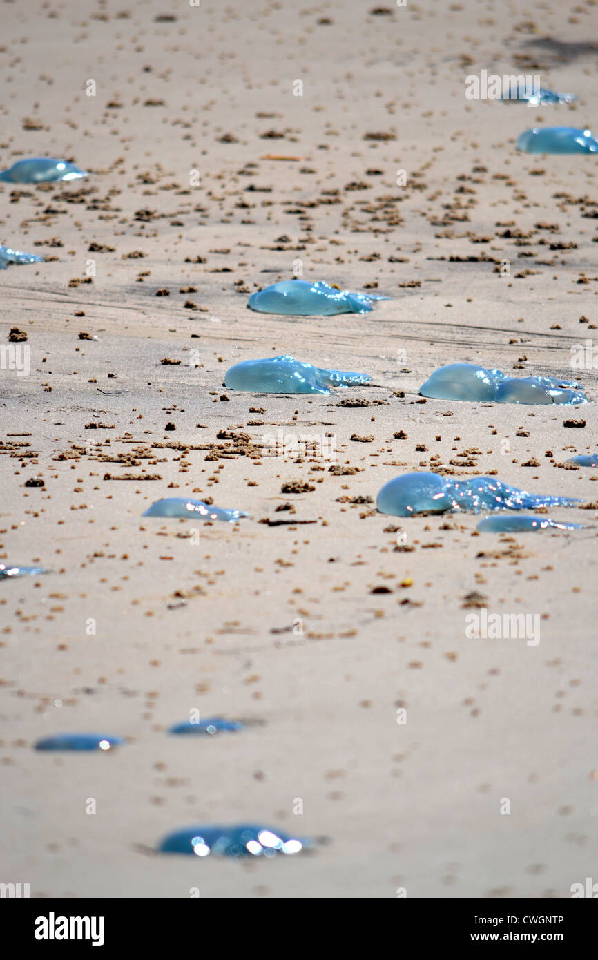 many Blue Blubber (Catostylus mosaicus) Jellyfish washed up on a beach ...