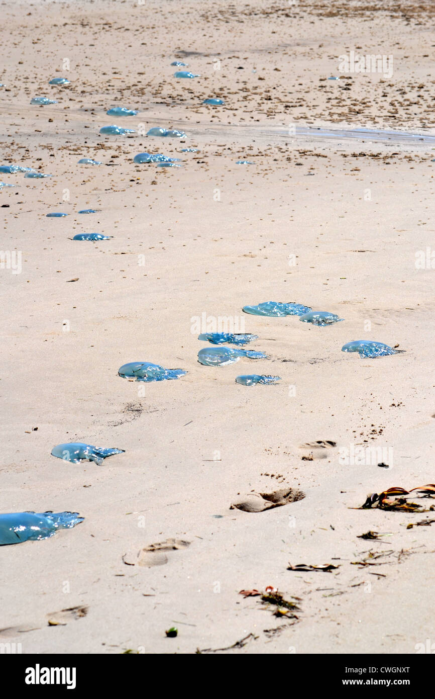 many Blue Blubber (Catostylus mosaicus) Jellyfish washed up on a beach ...