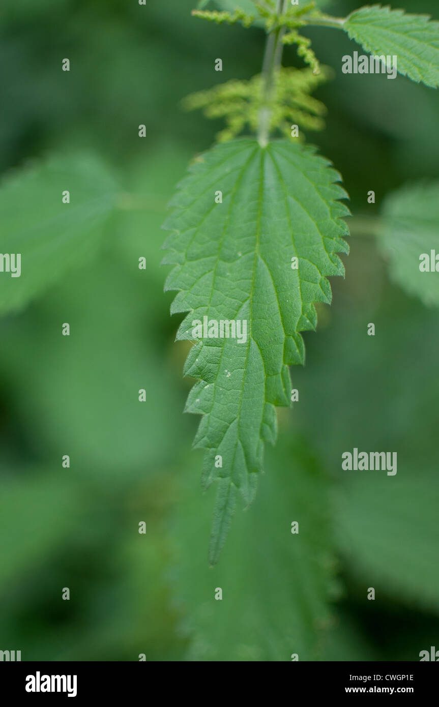 Jagged leaf hi-res stock photography and images - Alamy