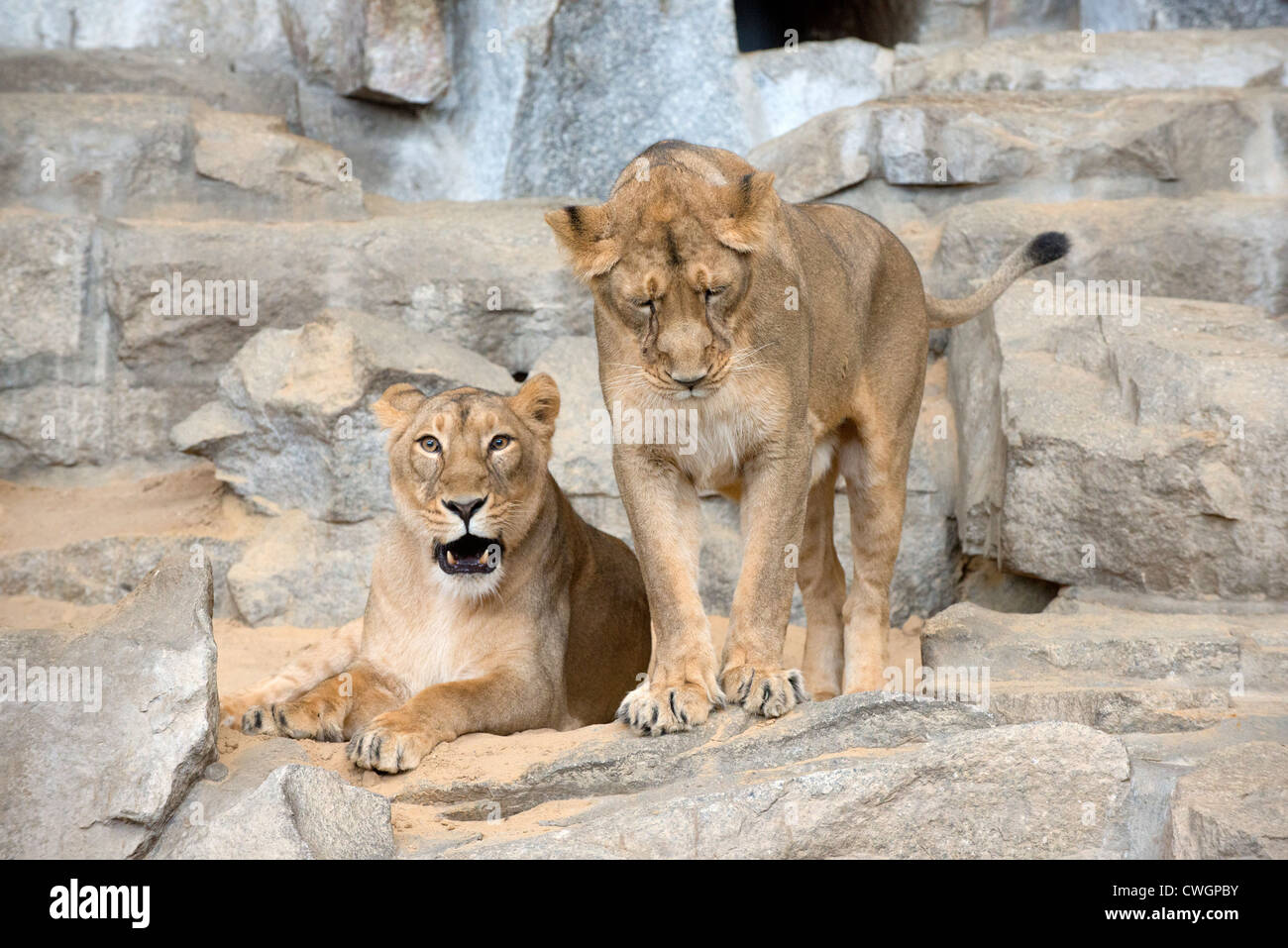 Lions in zoo Stock Photo - Alamy