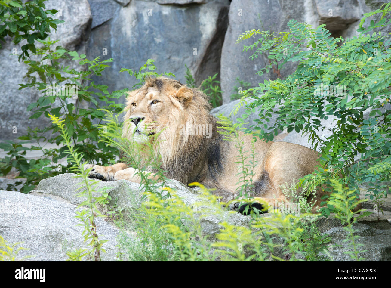 Lions in zoo Stock Photo - Alamy