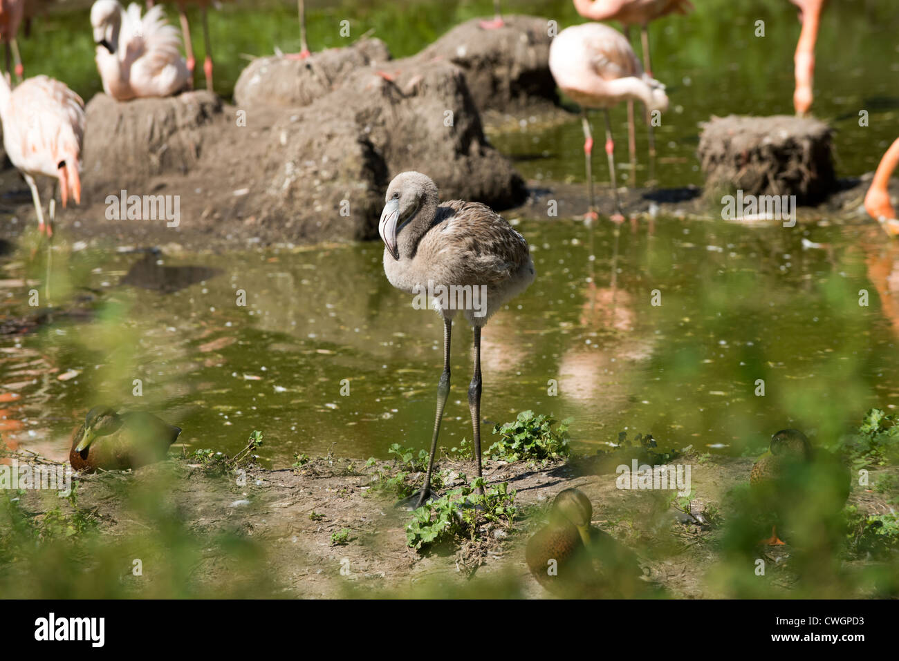 Young grey flamingo in zoo Stock Photo - Alamy