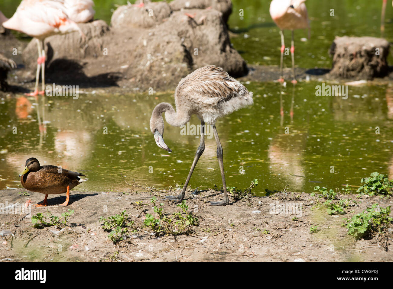 Young grey flamingo in zoo Stock Photo - Alamy