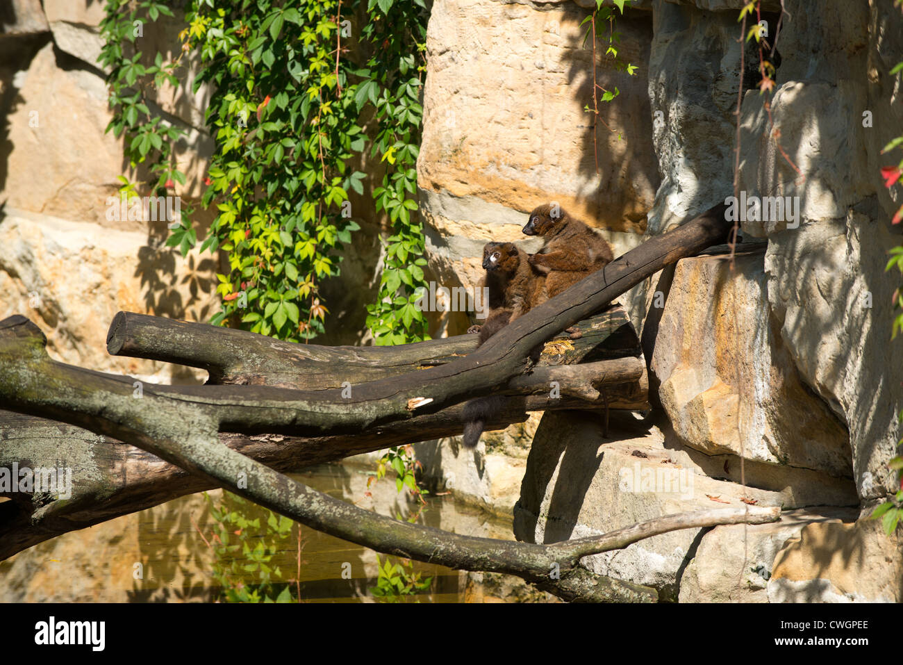 Lemur in zoo Stock Photo - Alamy