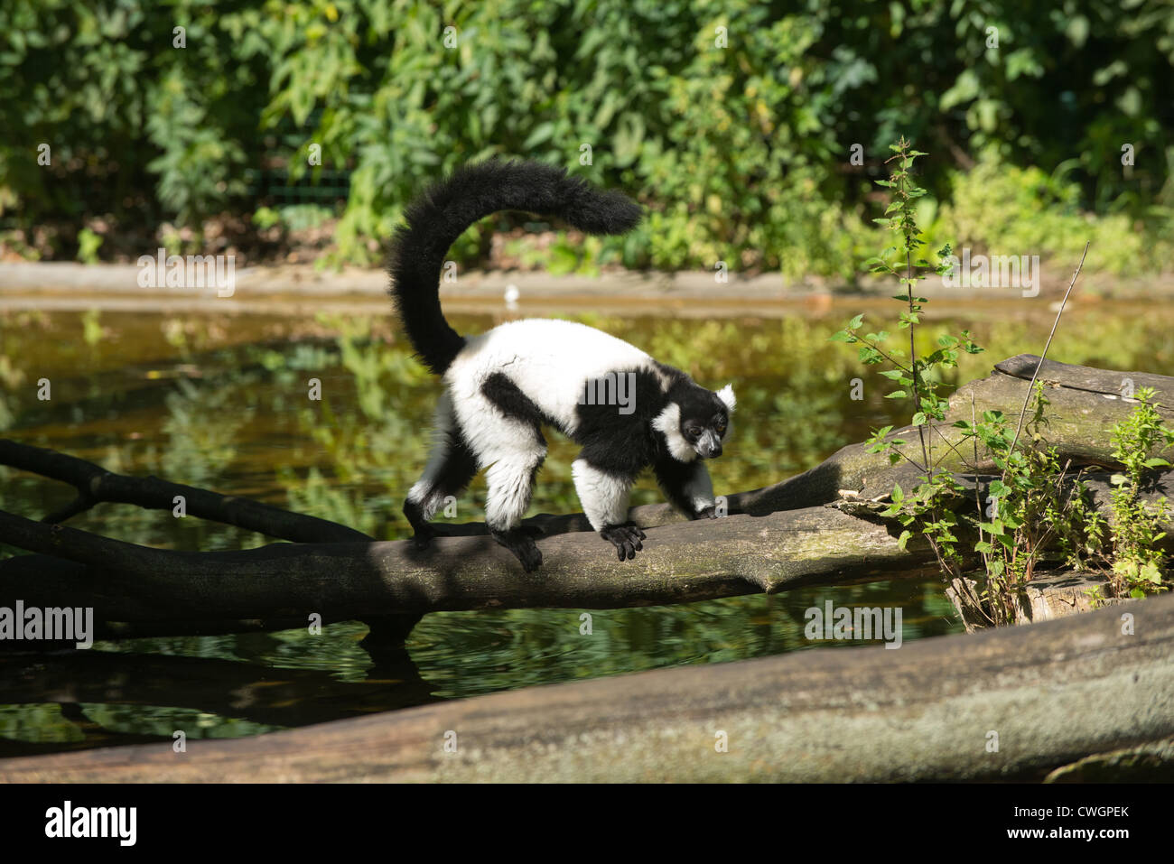 Black-and-white ruffed lemur in zoo Stock Photo - Alamy